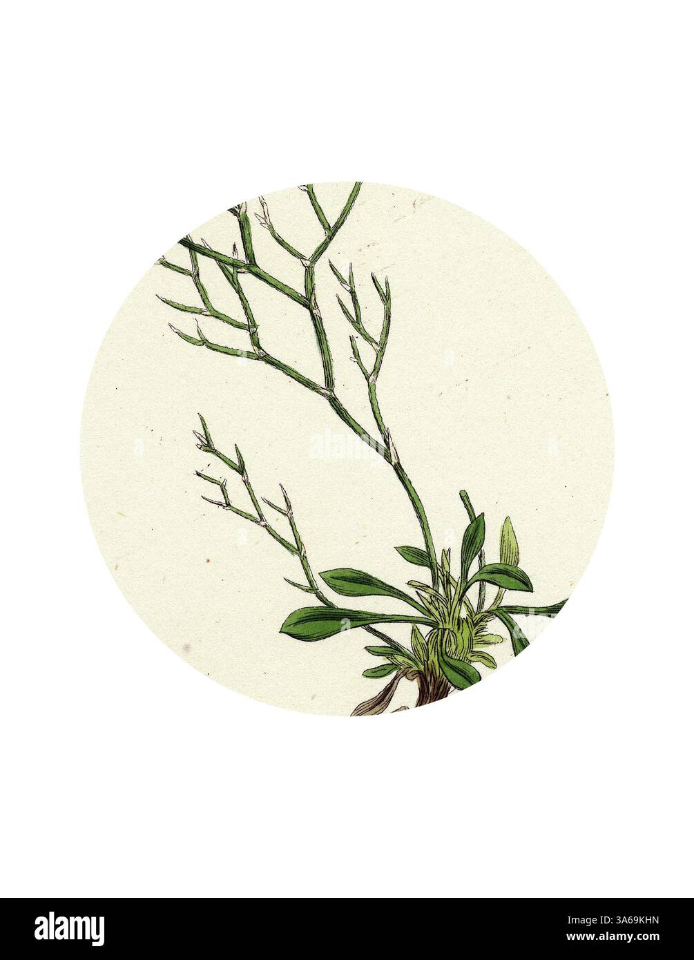 Transformed statice caspia hi-res stock photography and images - Alamy