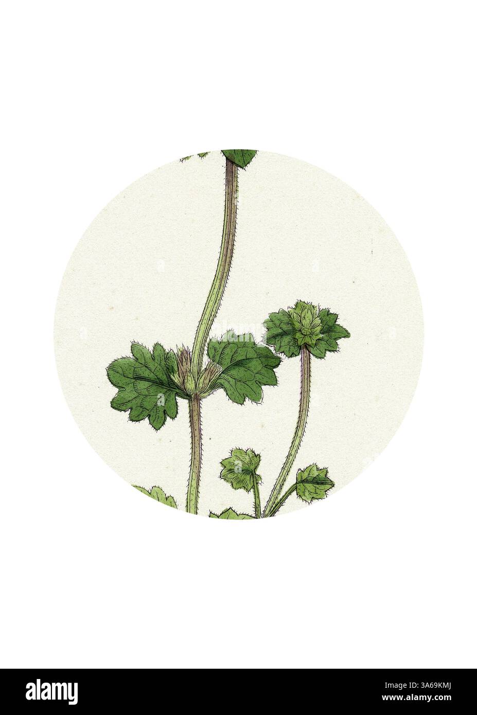 A delicate illustration of a plant with vibrant green leaves and ...