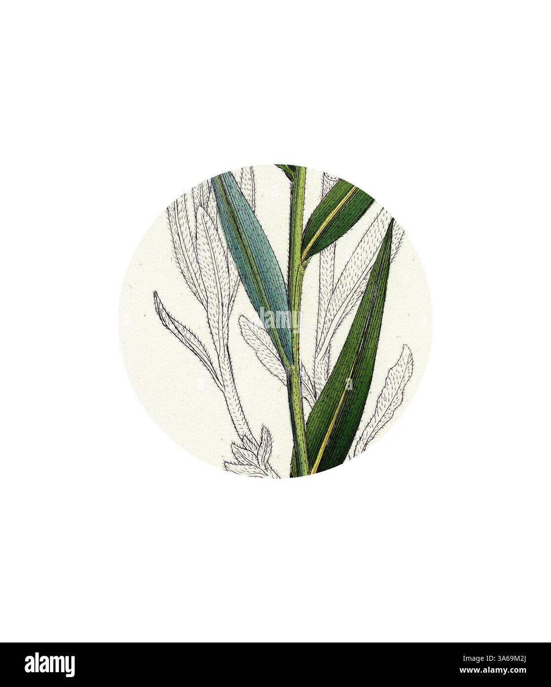 A delicate illustration featuring intricate line drawings of leaves ...