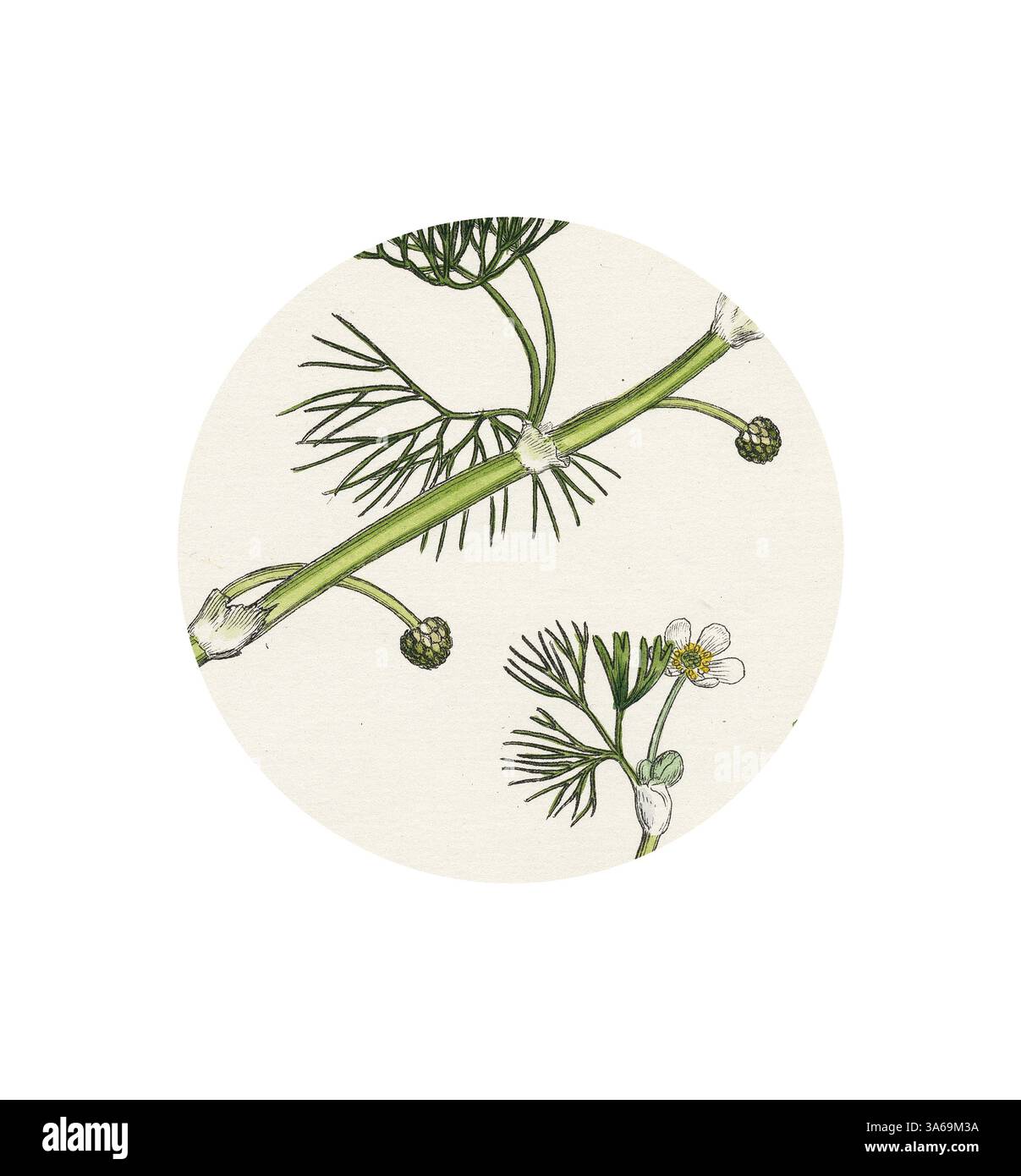 A detailed botanical illustration showcasing delicate stem segments ...
