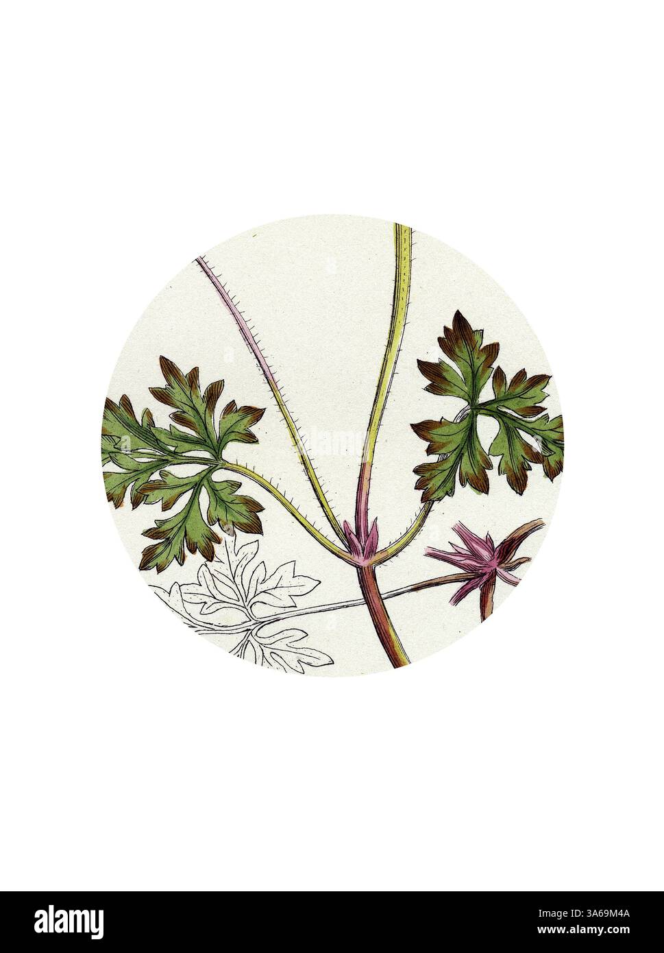 A detailed botanical illustration featuring delicate green leaves and ...