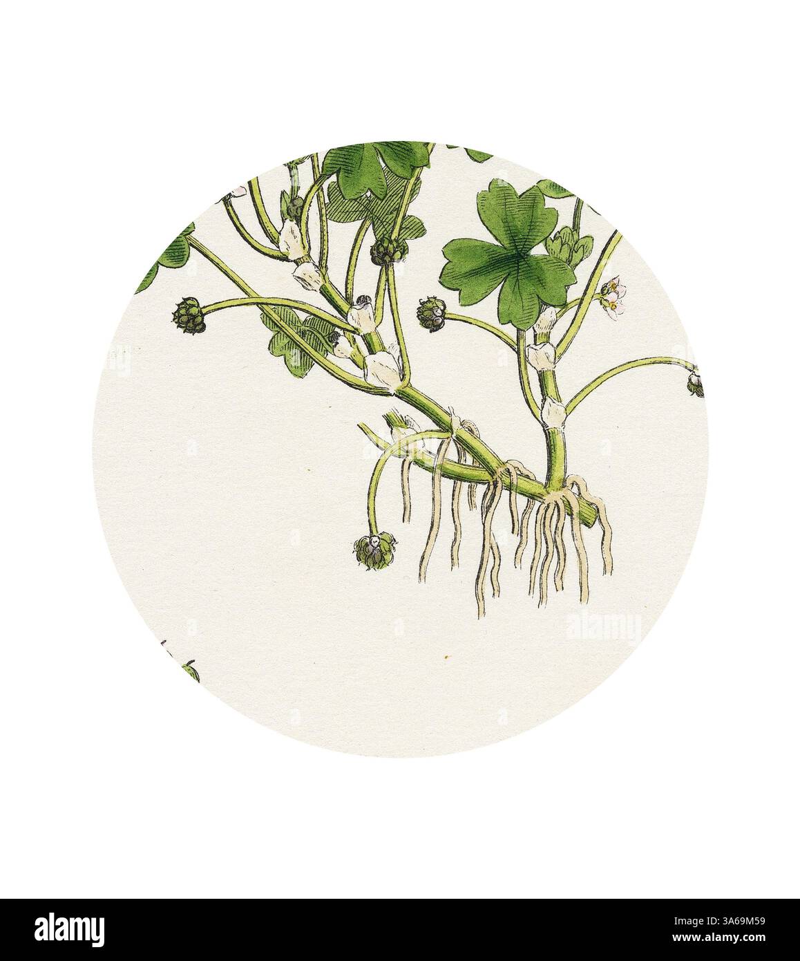 A detailed botanical illustration showcasing the intricate structure of ...