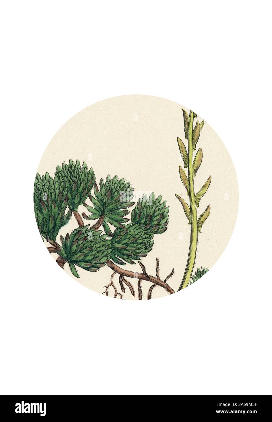 Detailed depictions of succulent textures hi-res stock photography and ...