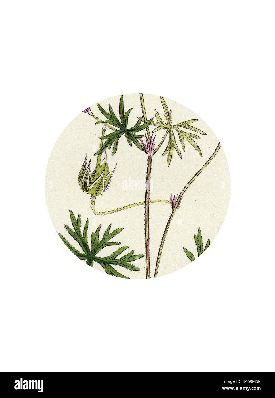 Transformed geranium columbinum long stalked cranes bill hi-res stock ...