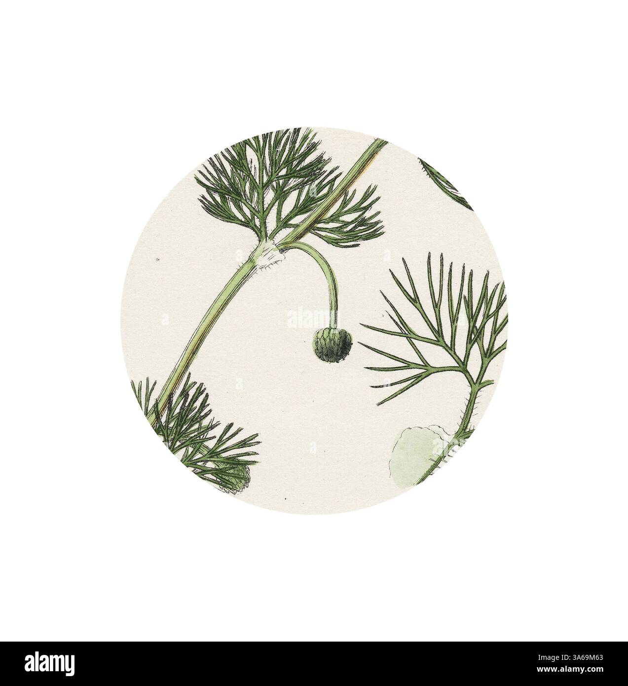 A delicate illustration of green sprigs and buds, showcasing intricate ...