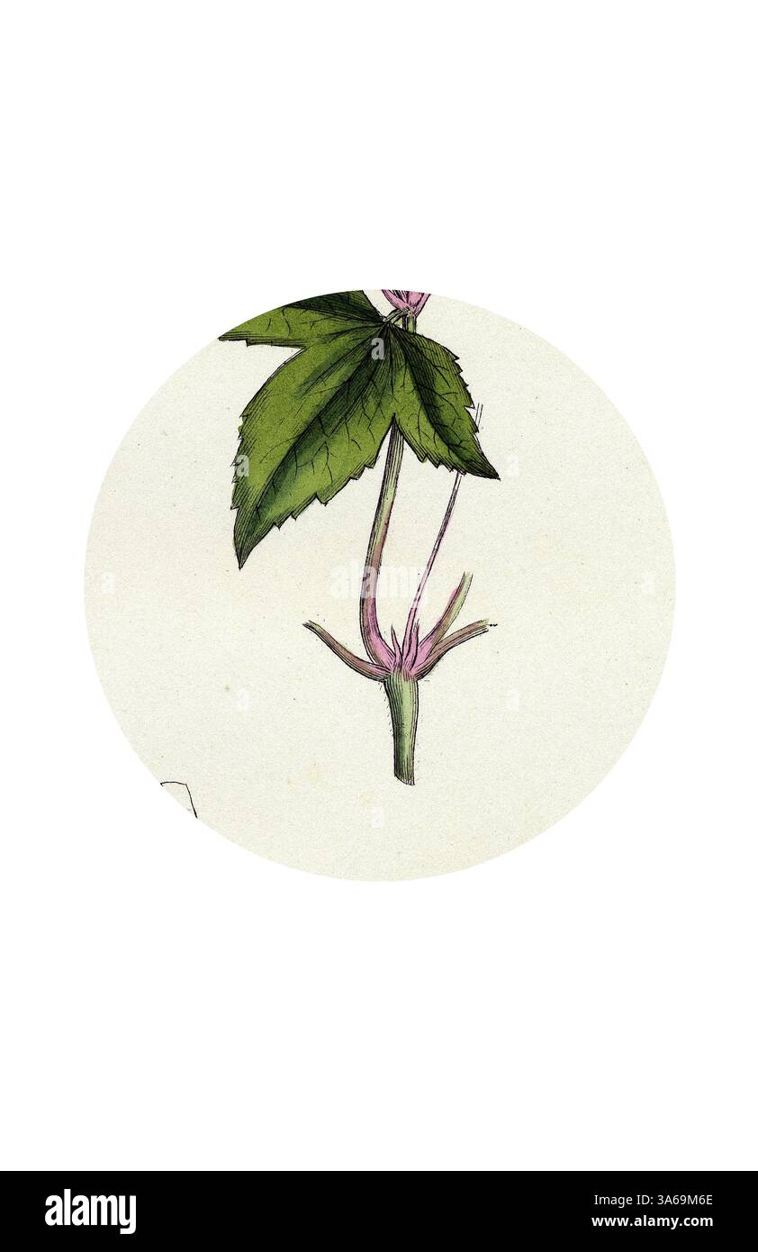 A detailed botanical illustration featuring a delicate green leaf and a ...