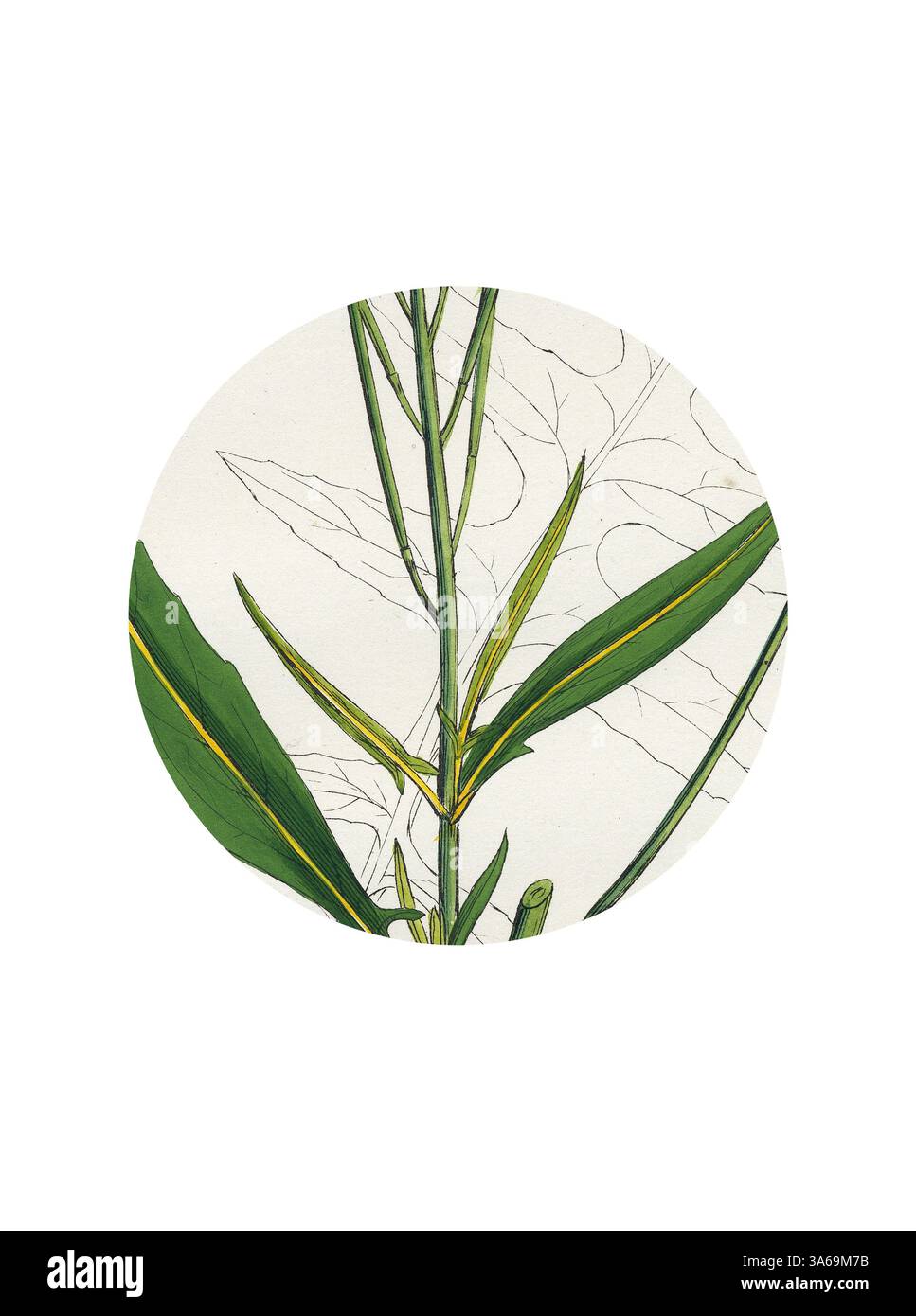 A detailed botanical illustration depicting the delicate structure of a ...