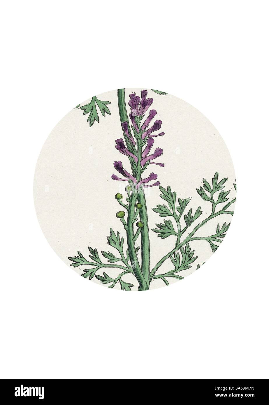 Transformed fumaria officinalis common fumitory hi-res stock ...