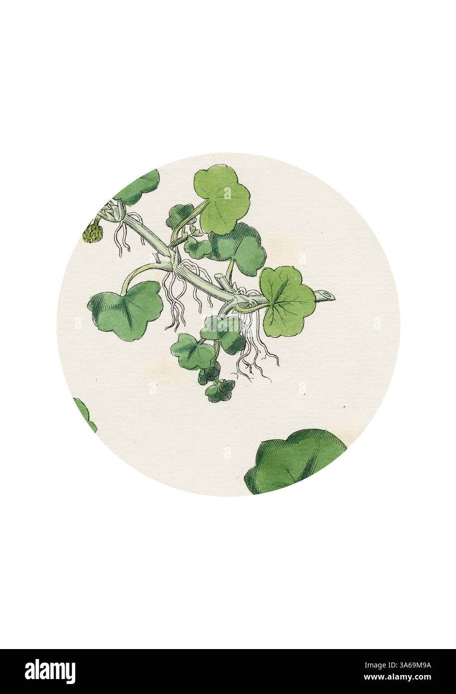 Transformed ranunculus hederaceus hi-res stock photography and images ...