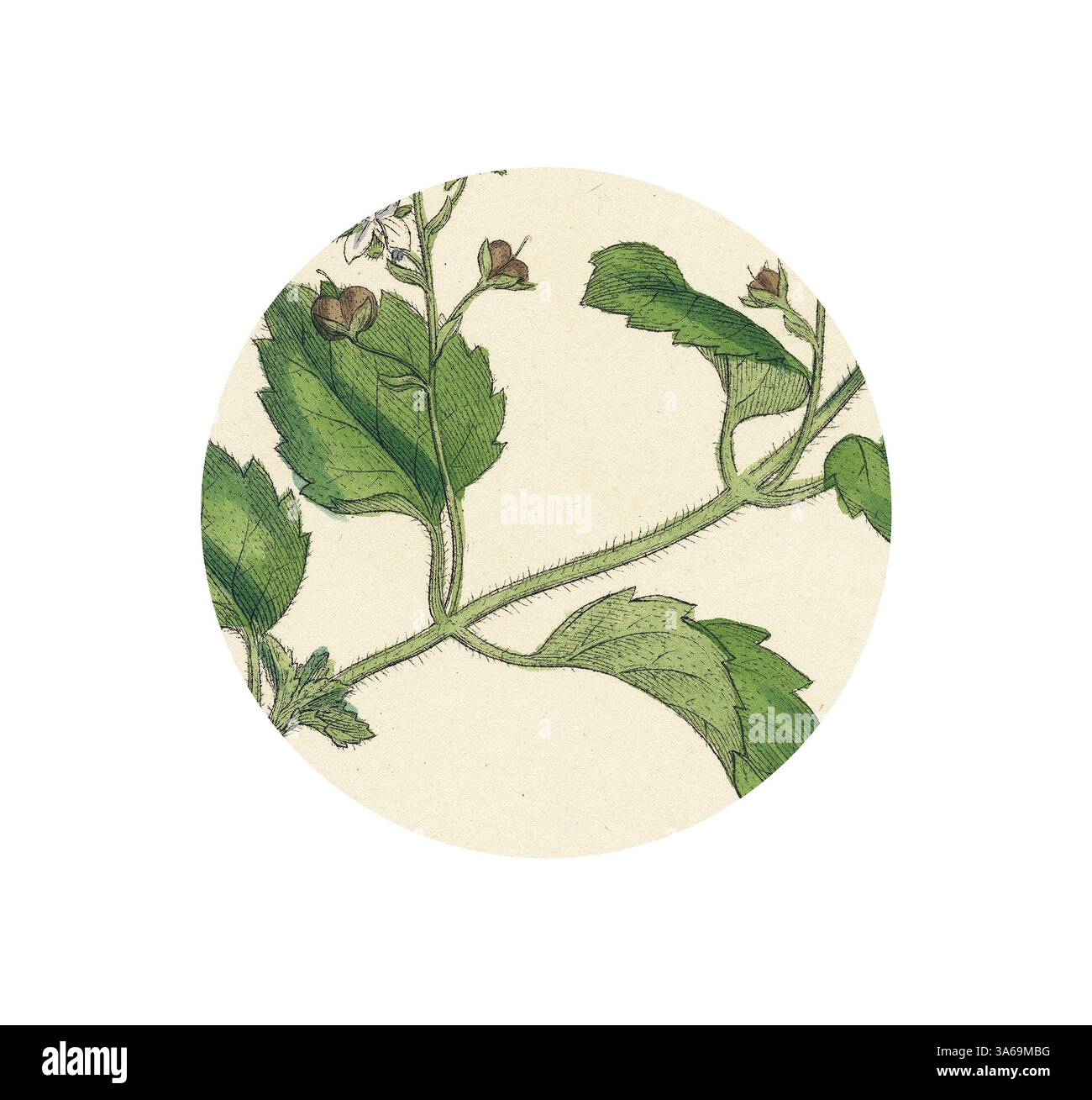 Transformed veronica montana mountain speedwell hi-res stock ...