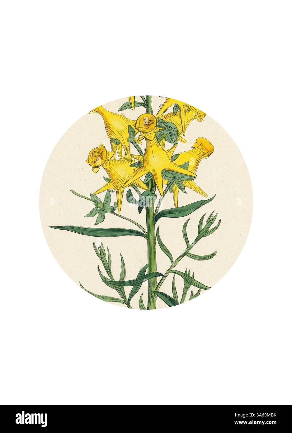 A vibrant illustration of yellow flowers with trumpet-shaped blooms ...