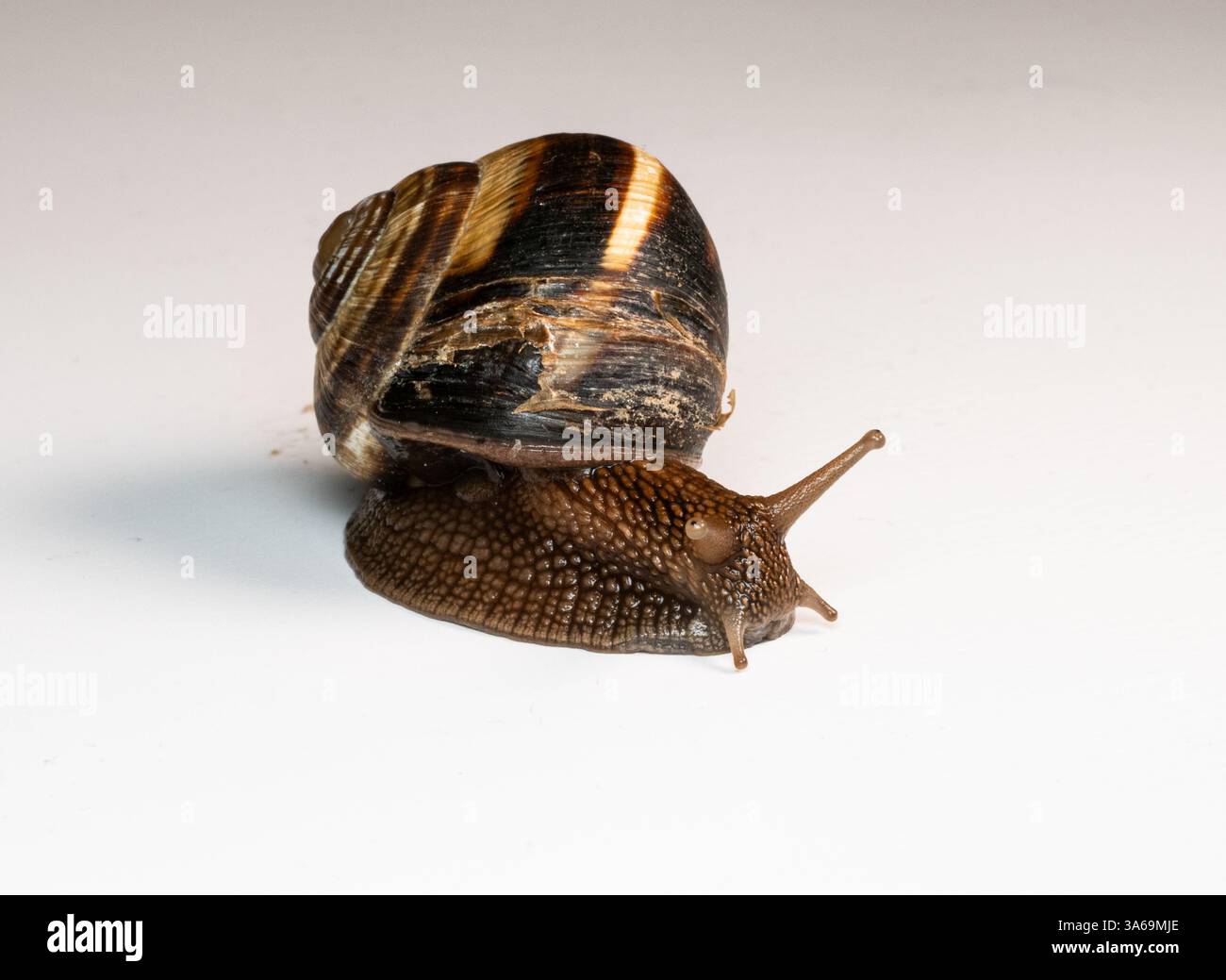 Snail brown spiraled shell hi-res stock photography and images - Alamy