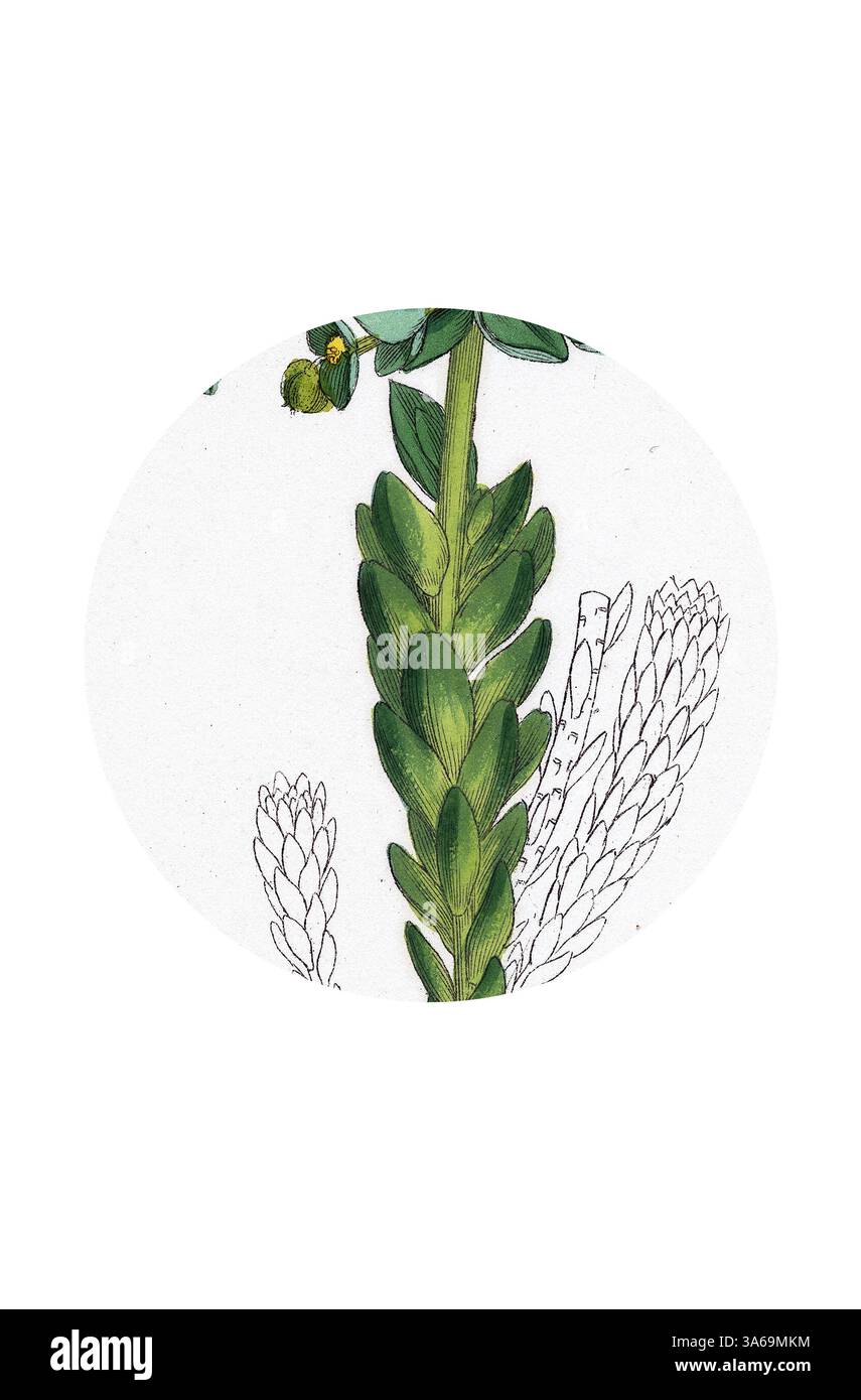 Transformed euphorbia paralias sea spurge hi-res stock photography and ...