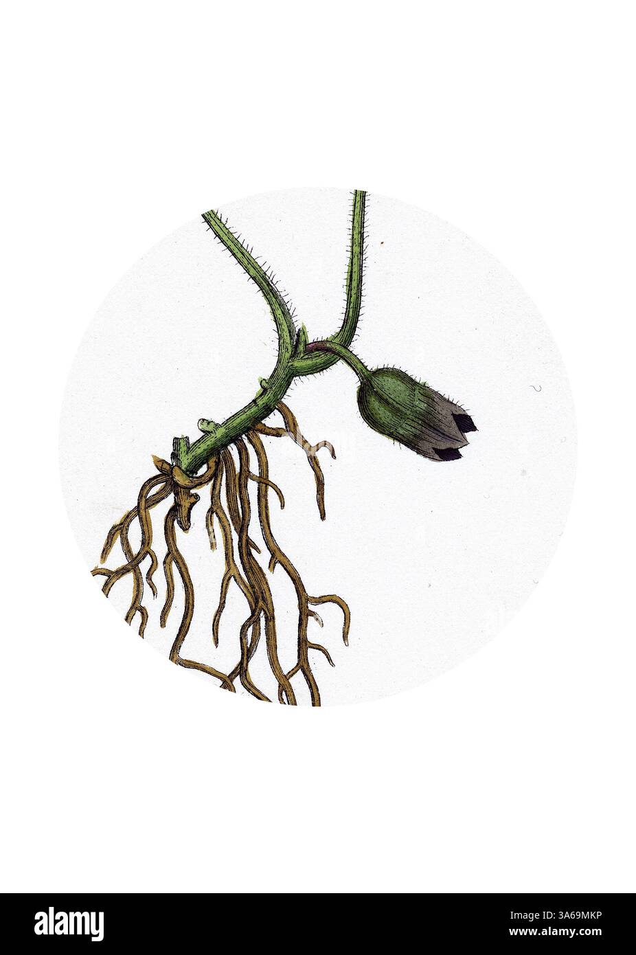 A detailed illustration of a plant, showcasing its roots and budding ...
