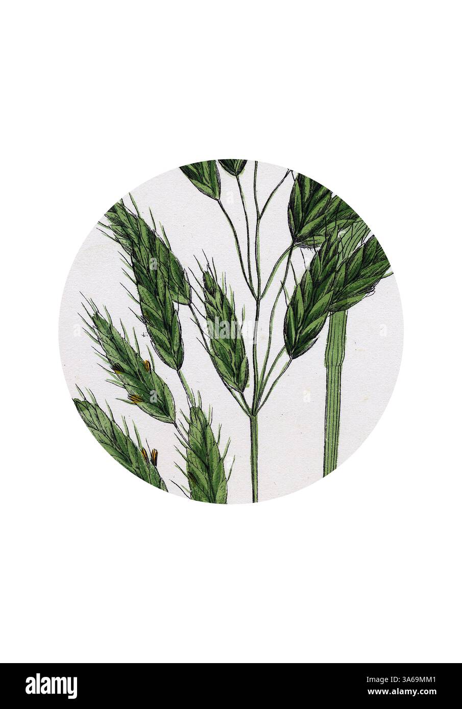 A detailed illustration of slender green grass stalks with delicate ...