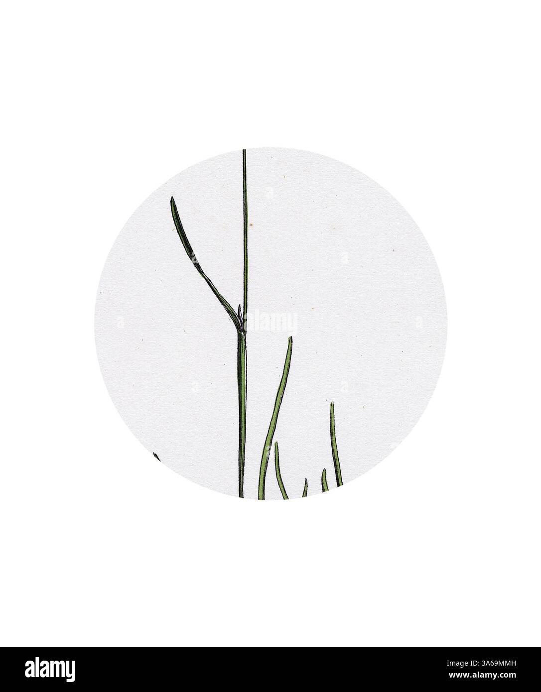 Slender grass blades rise hi-res stock photography and images - Alamy