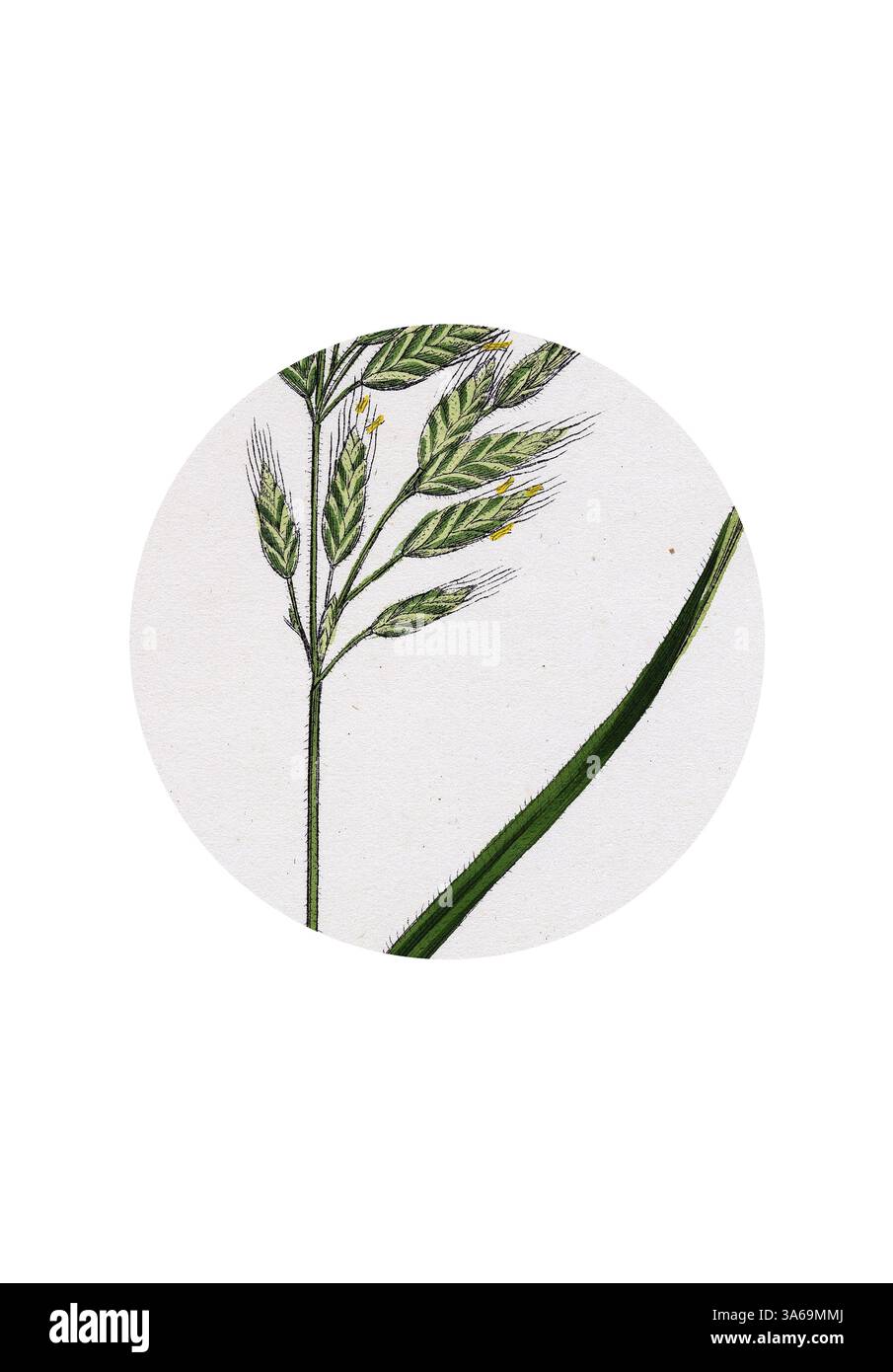 A detailed botanical illustration showcasing a delicate plant with ...