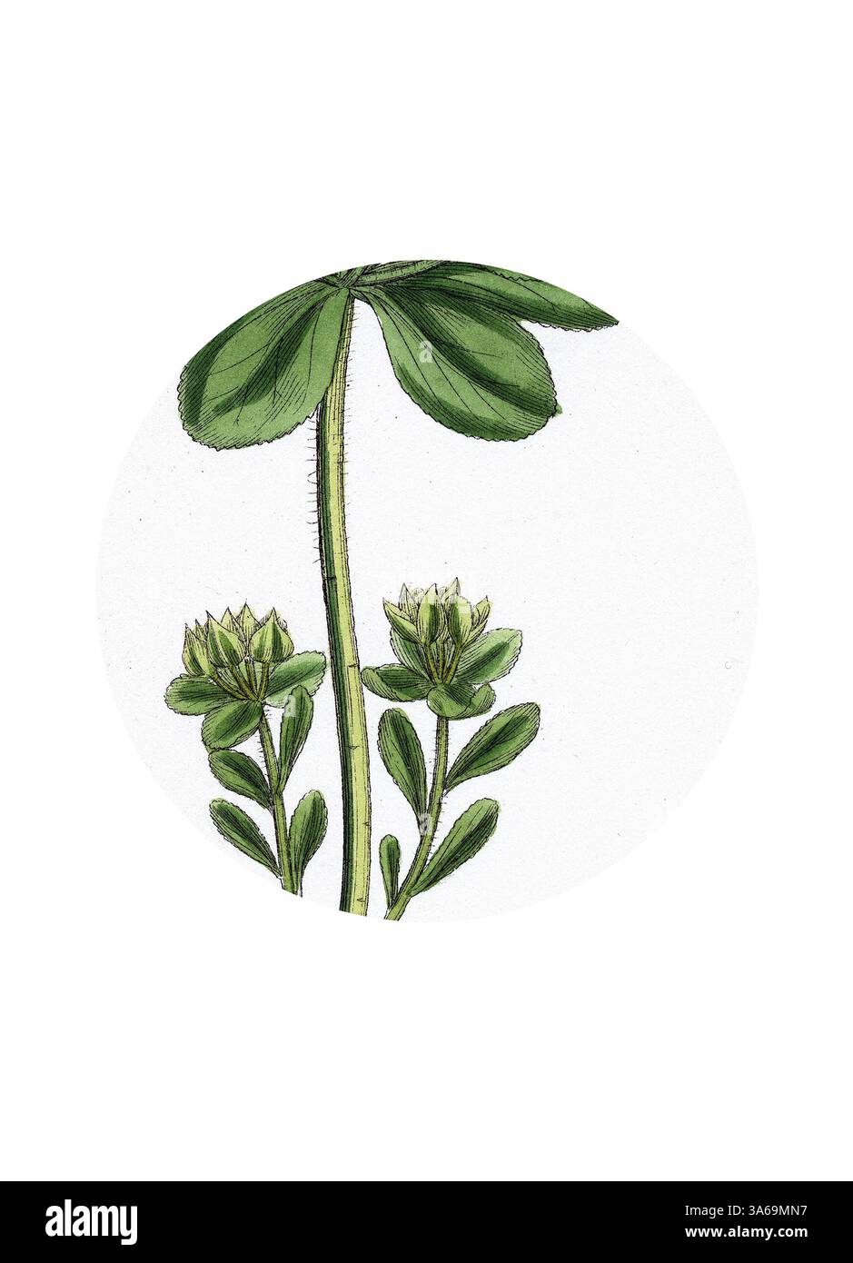 A detailed illustration of a clover plant featuring large, vibrant ...