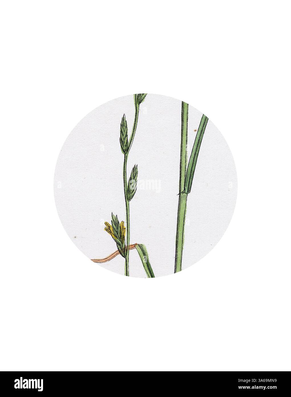 A detailed botanical illustration showcasing delicate green stems and ...