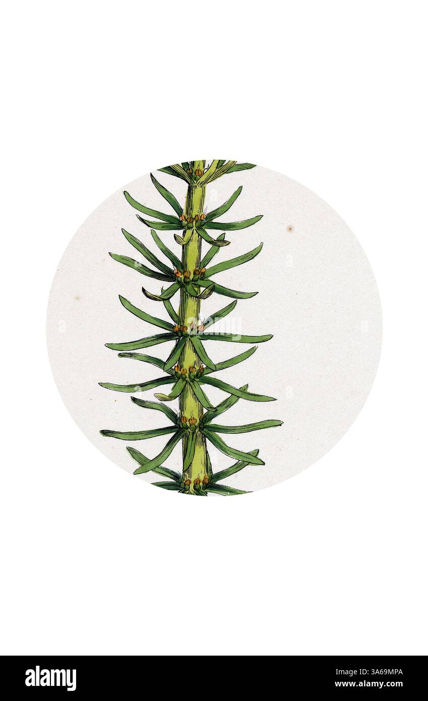 A detailed representation of a plant with slender green stems and ...