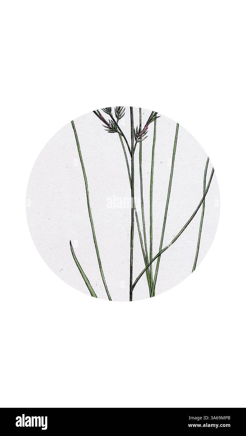A delicate illustration of slender grass stems, featuring subtle hints ...