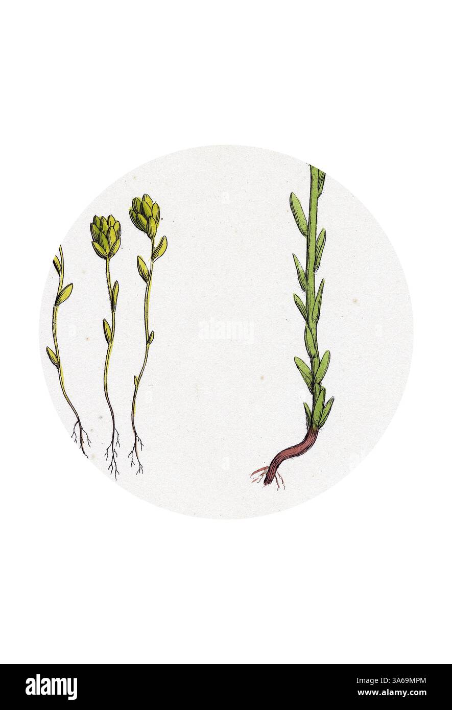 Plant root structures Cut Out Stock Images & Pictures - Alamy