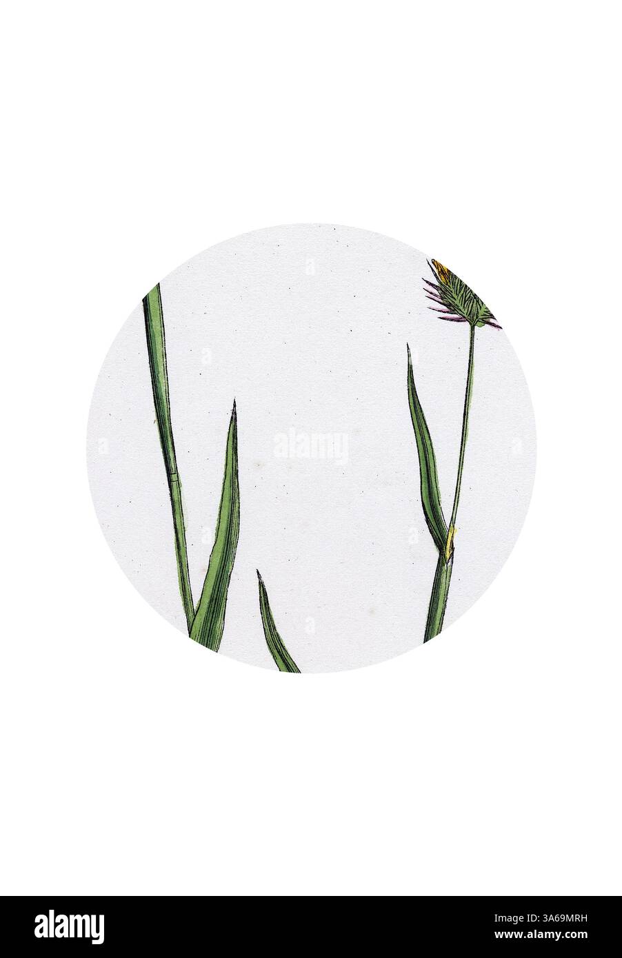 Delicate green blades and a slender flower reach upwards, showcasing ...