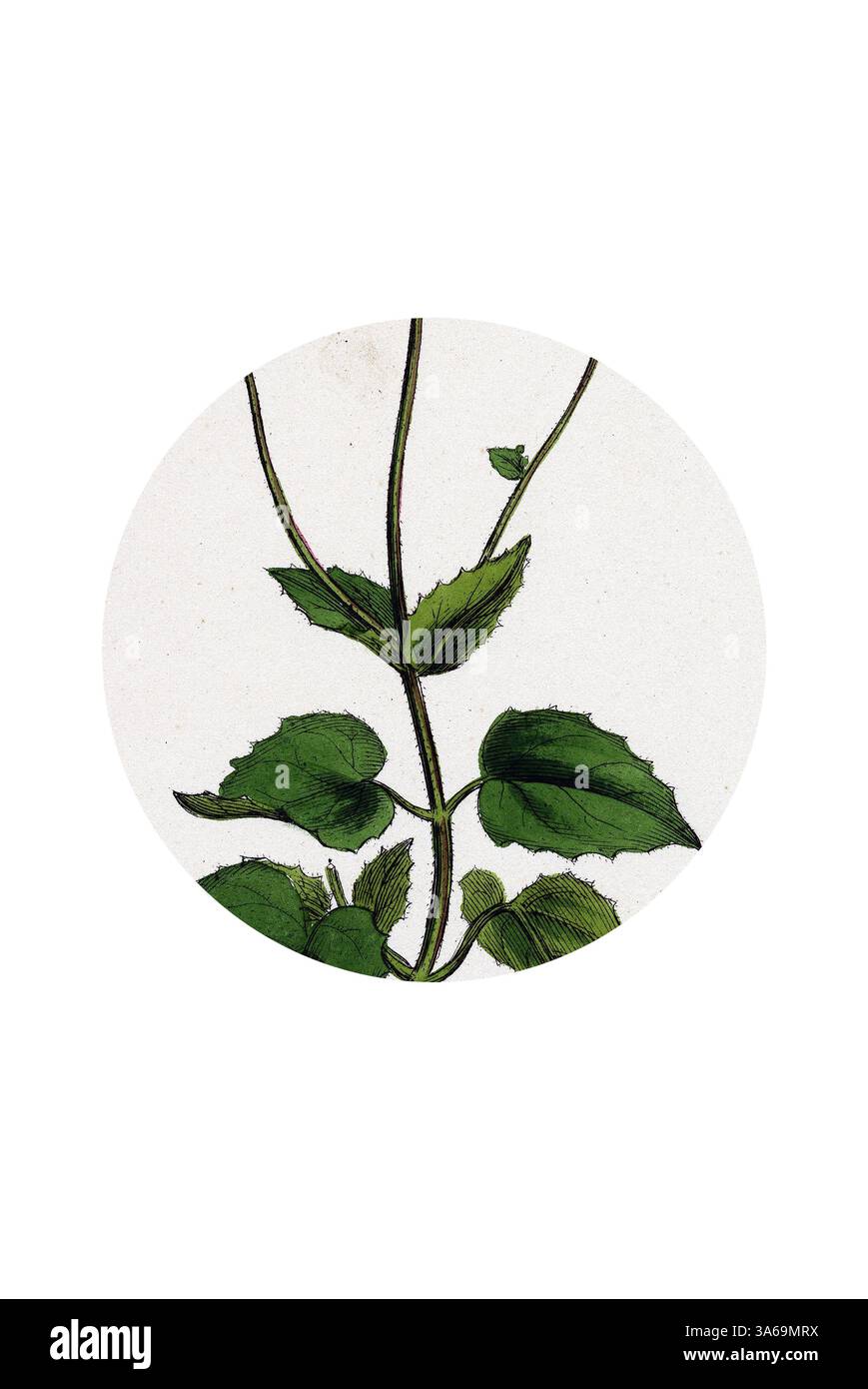 Transformed circaea alpina hi-res stock photography and images - Alamy