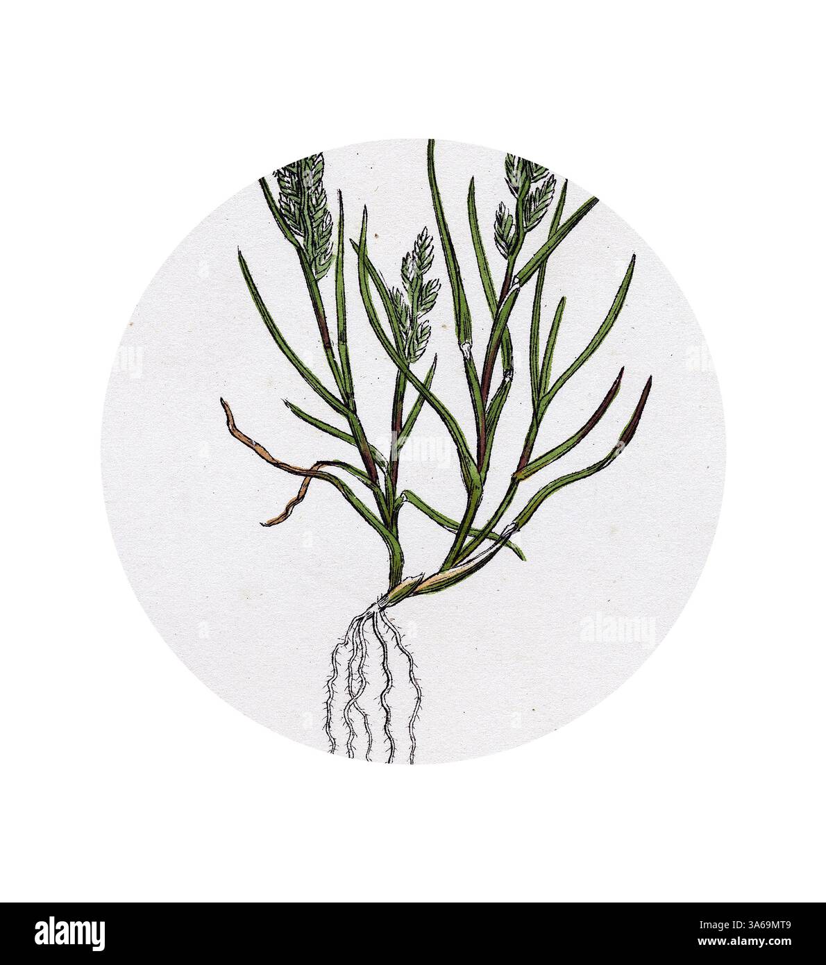 A detailed illustration of a grassy plant with slender, upright stems ...