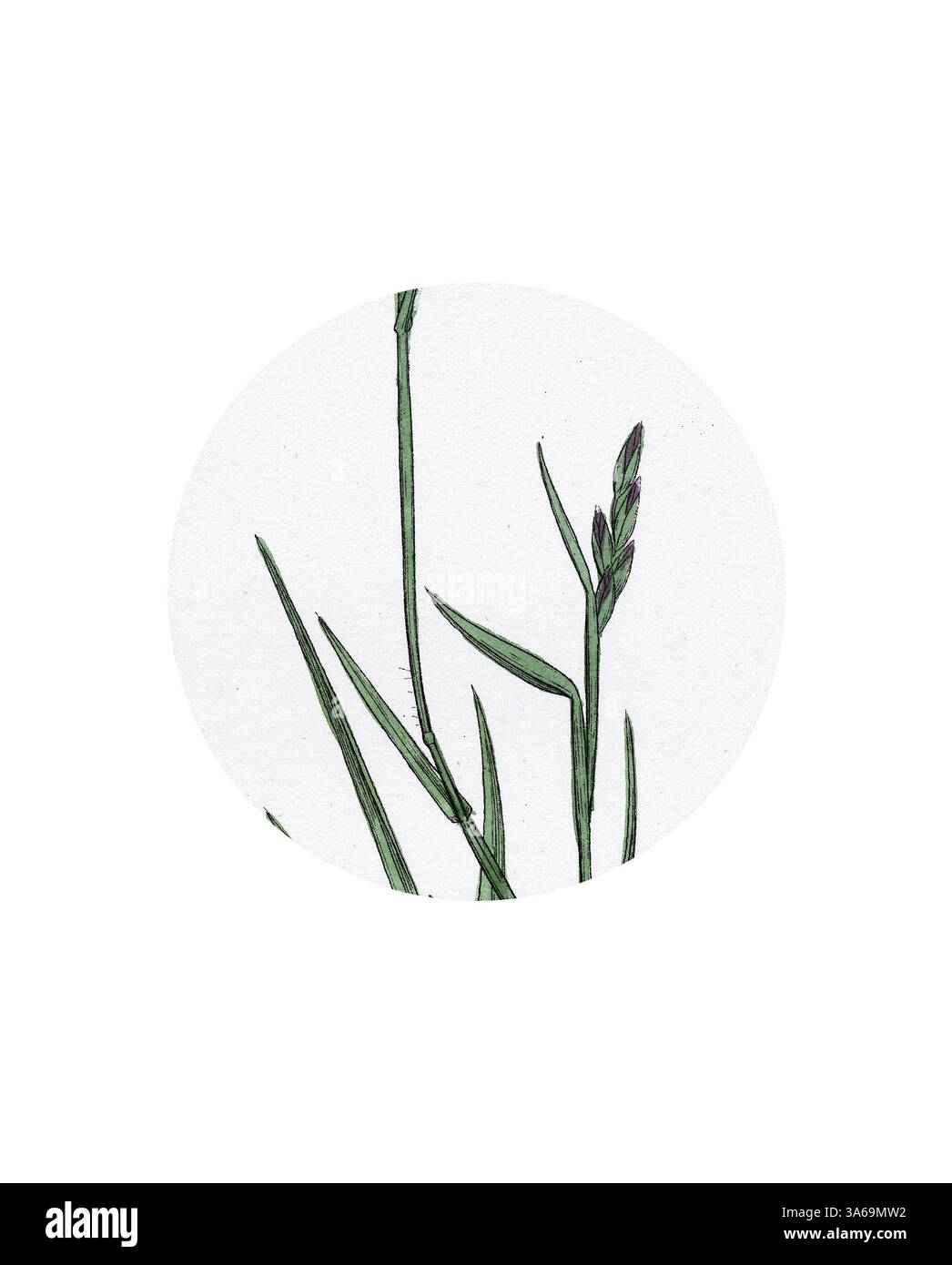 A delicate illustration of slender green grass with a budding flower ...