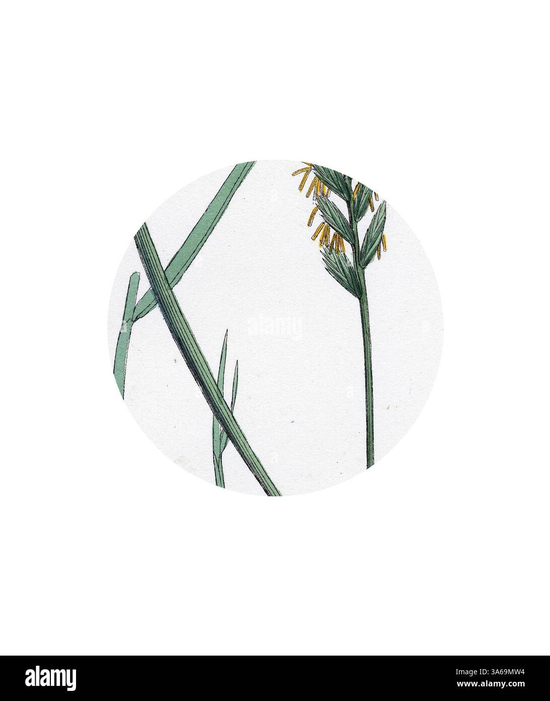 Transformed triticum eu repens common couch grass hi-res stock ...