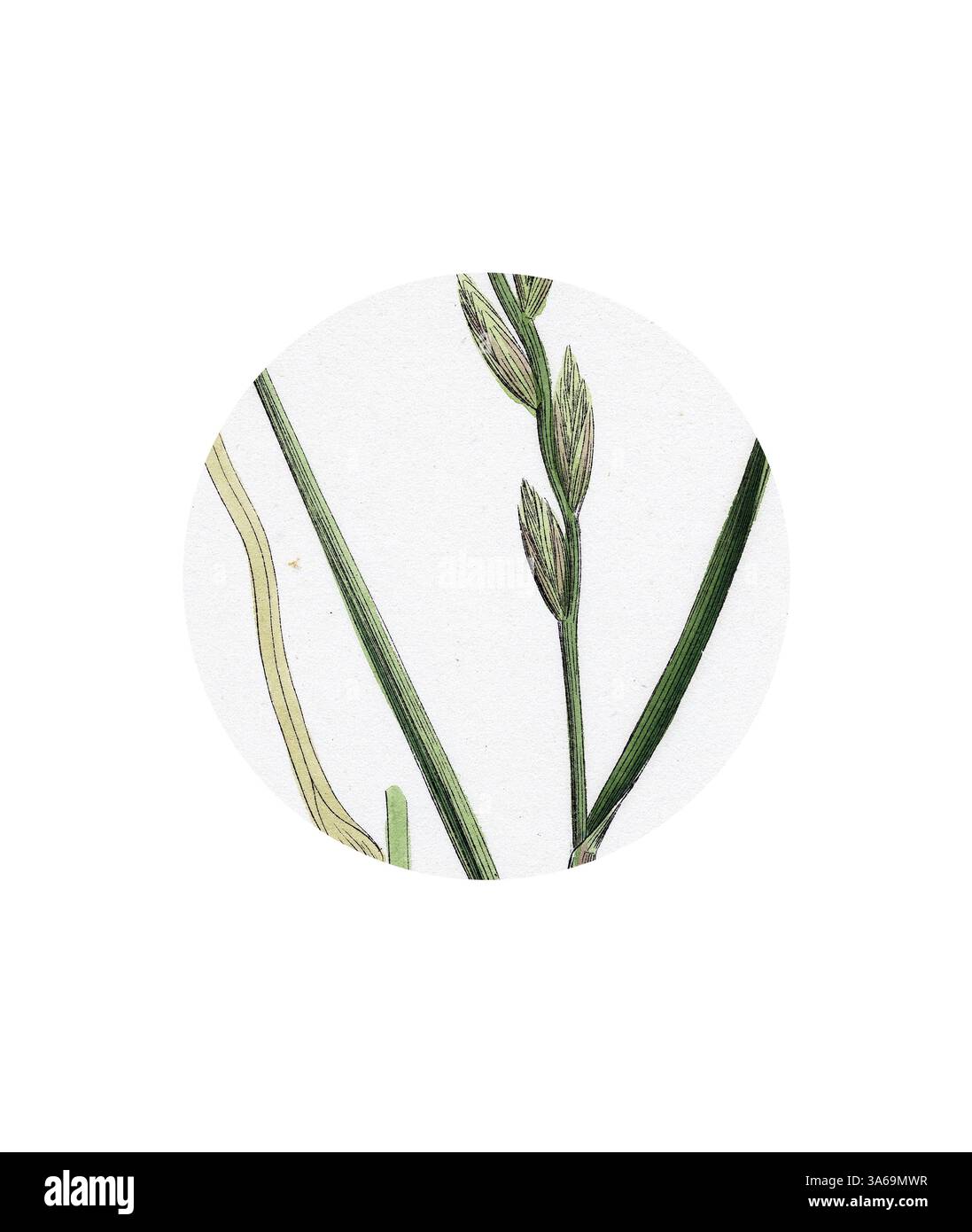 Transformed triticum junceum sand couch grass hi-res stock photography ...