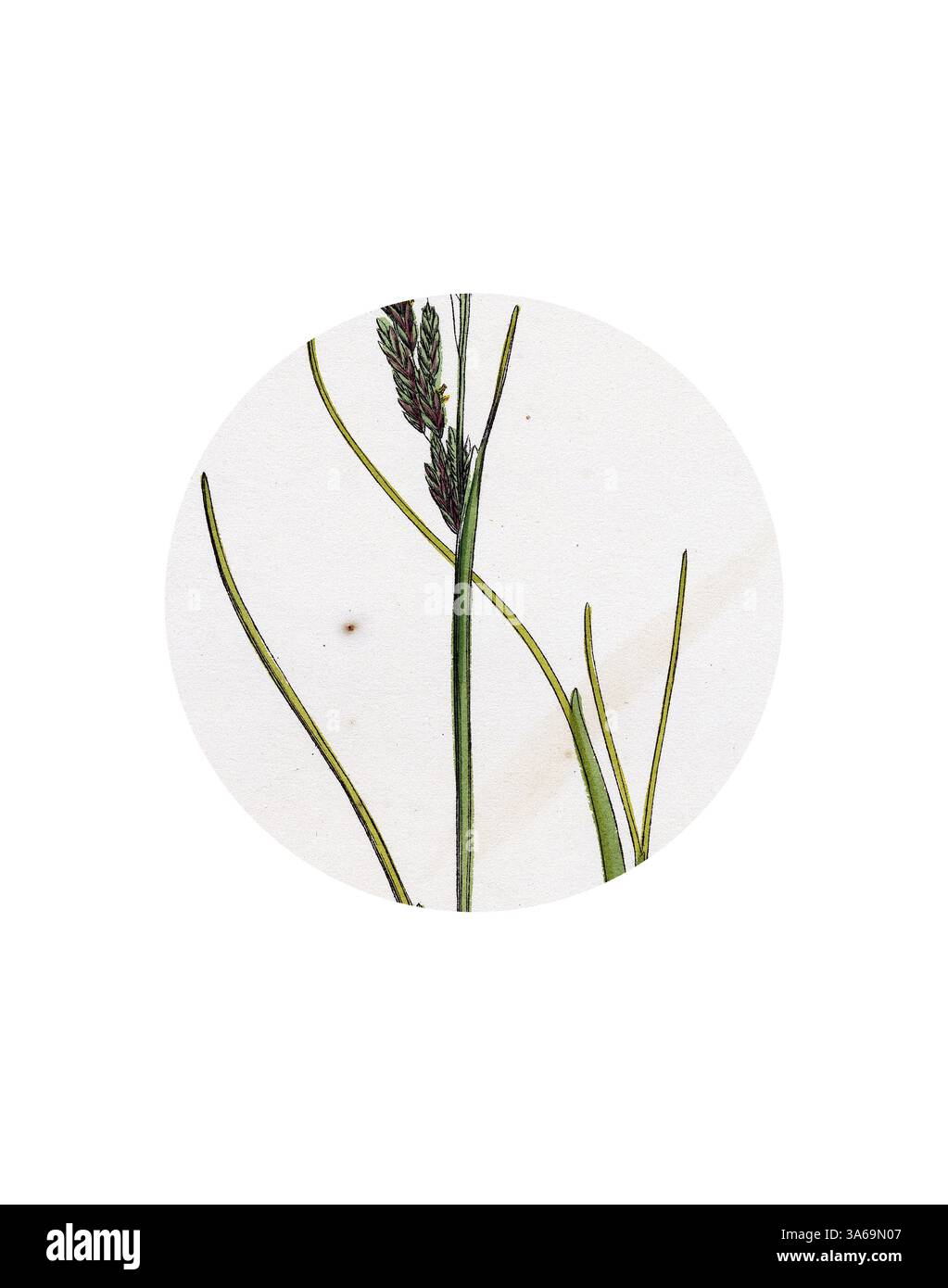 A delicate depiction of slender grass-like stems reaching upward ...