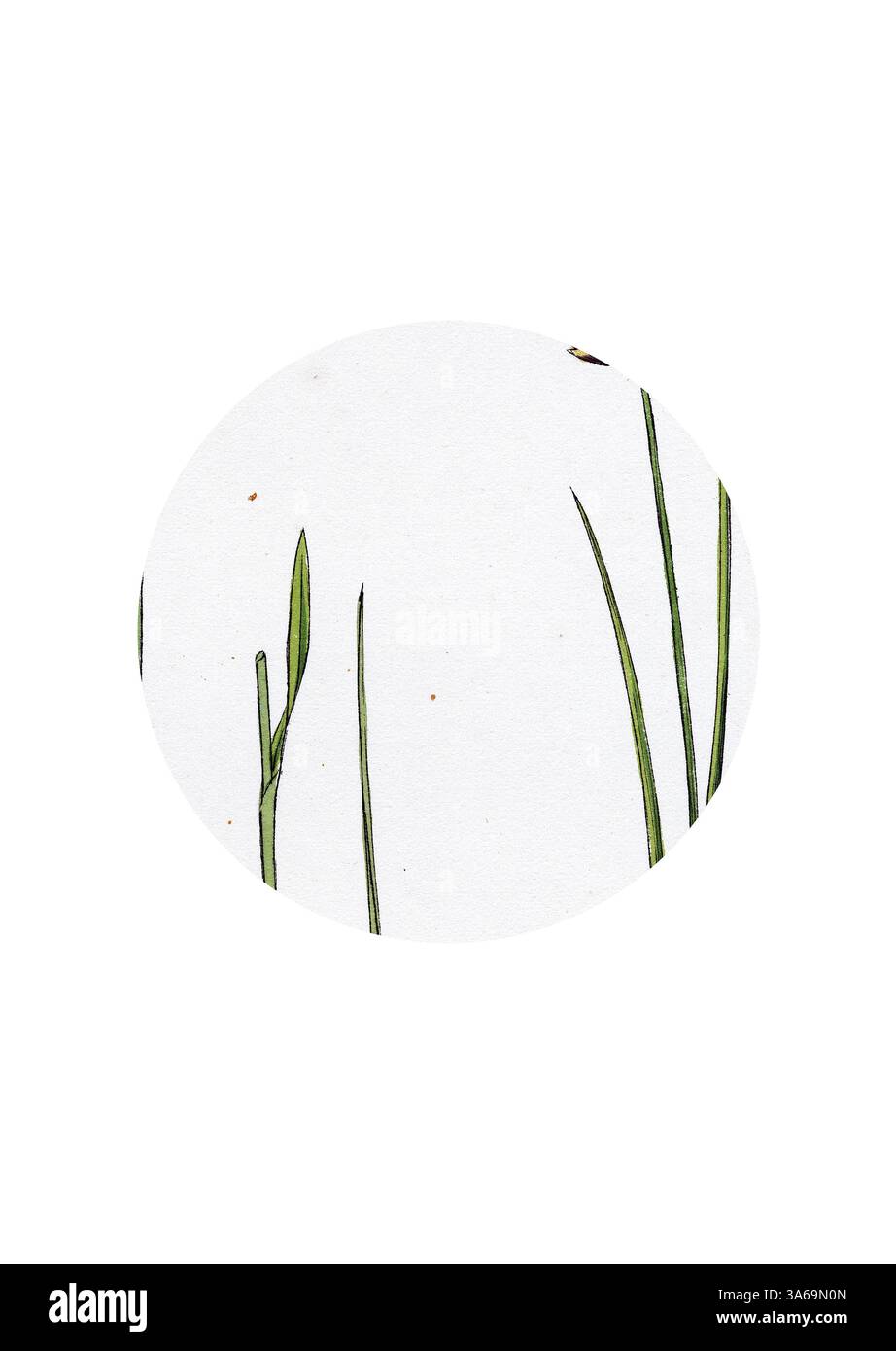 Minimalistic depiction of slender green grass blades hi-res stock ...