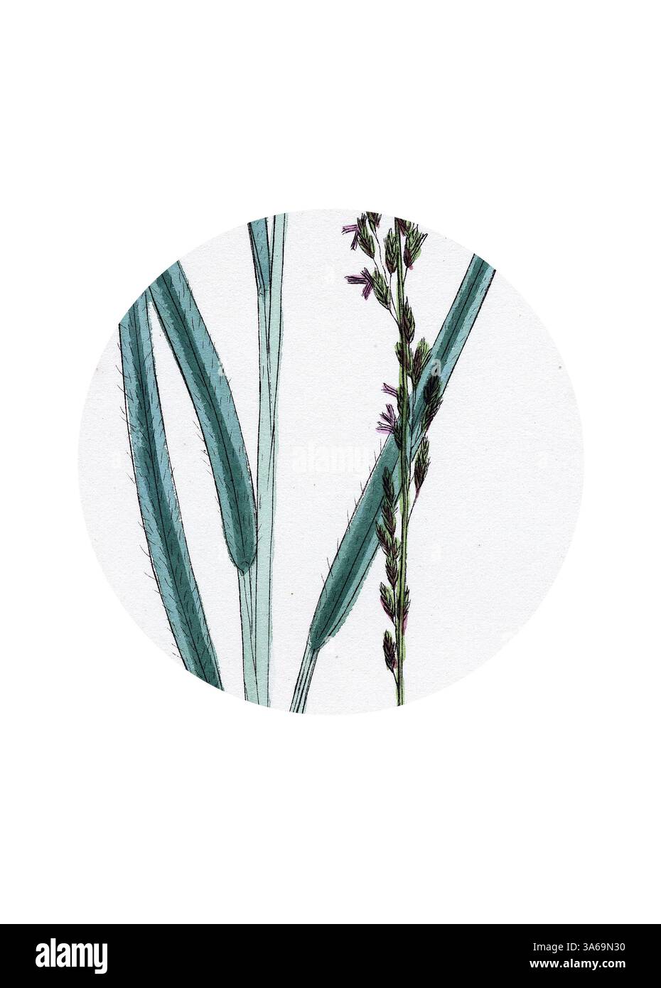 Natures performance Cut Out Stock Images & Pictures - Alamy