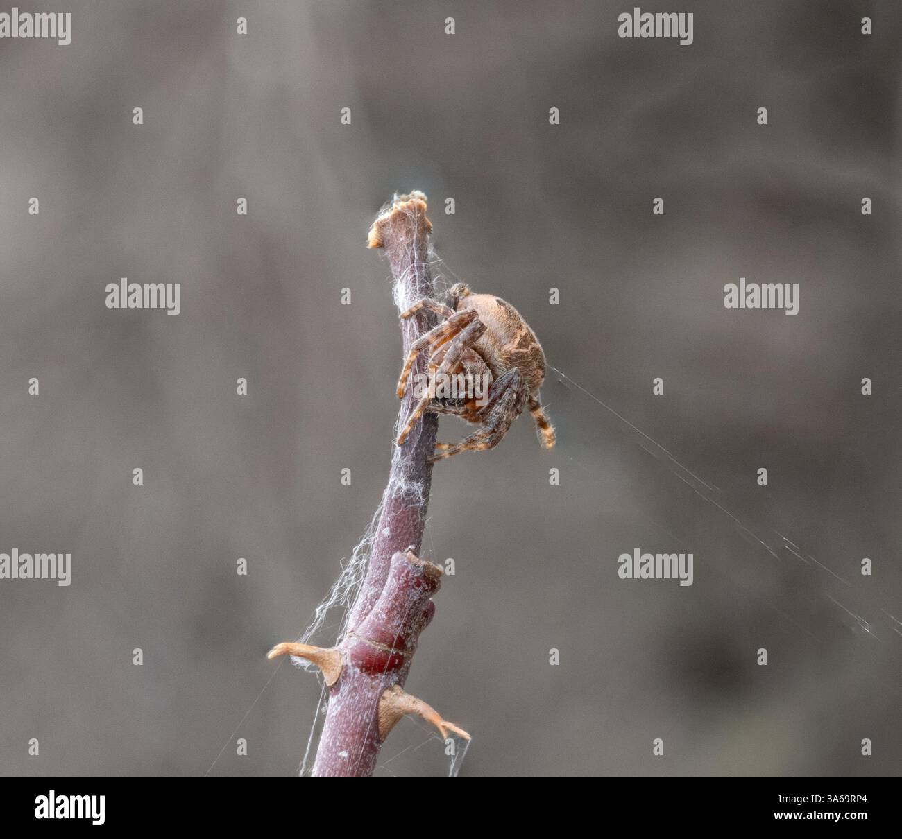 The photograph features a cross spider hanging on its web. It has a ...