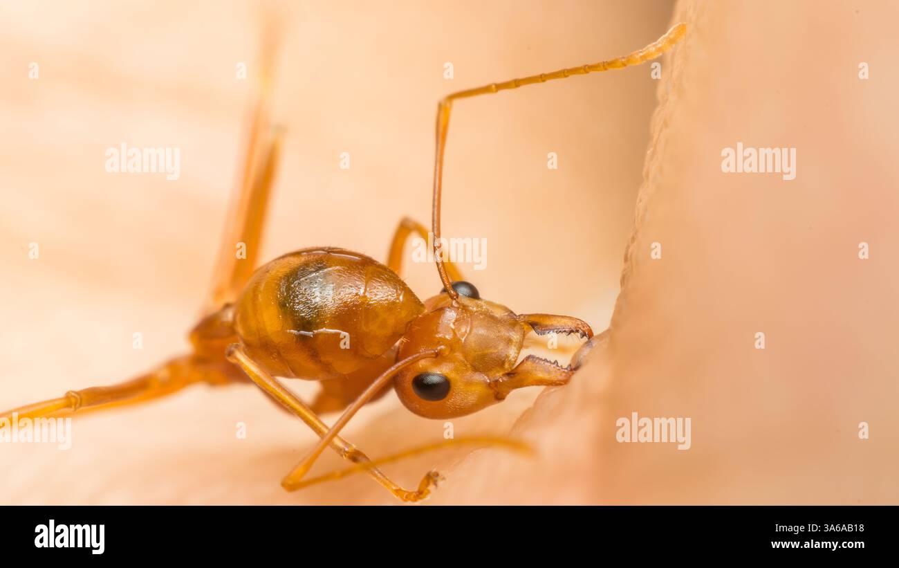 Macro of ant (Red Ant or Green Tree Ant) biting on the human skin for ...