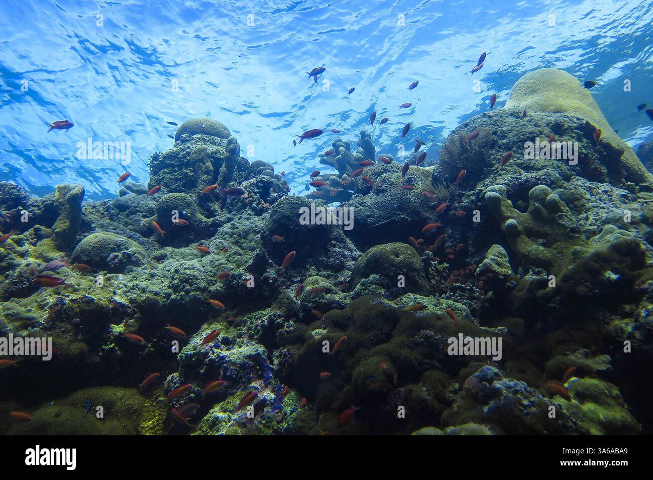 Dec. 12, 2014 - Sipadan Island, Sabah, Malaysia - December 12, 2014 ...