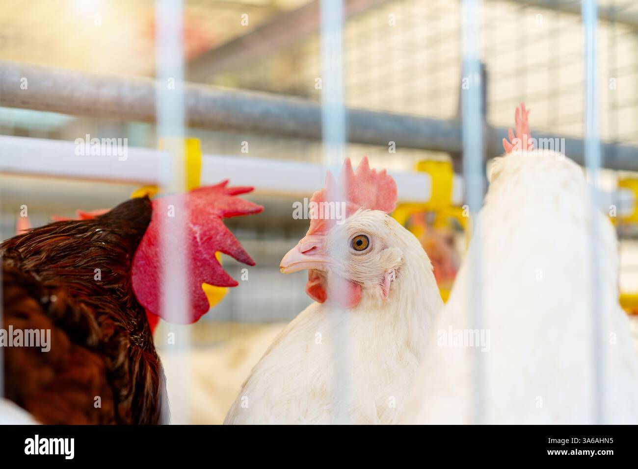 Dekalb White chickens on a poultry farm Stock Photo - Alamy