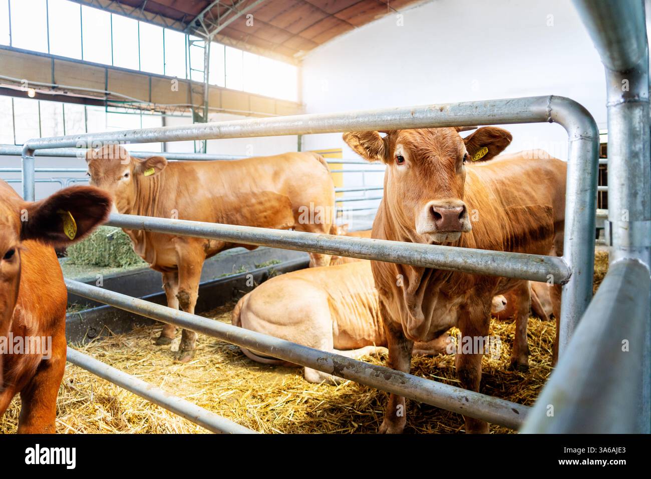 Jersey cows in a barn on a livestock farm Stock Photo - Alamy