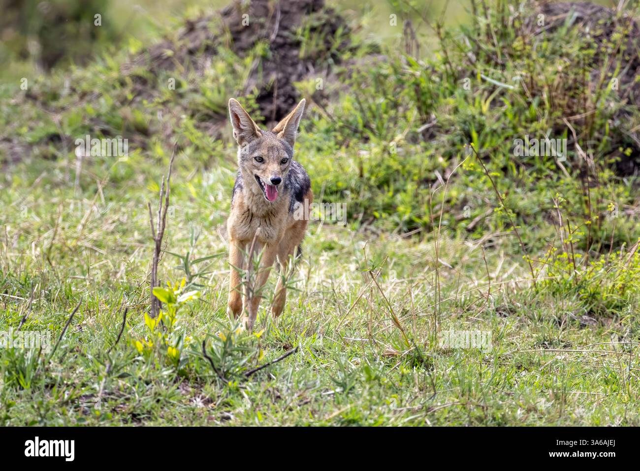 Black-backed jackal, canis mesomelas, running in the grasslands of the Masai Mara, Kenya. Also ...