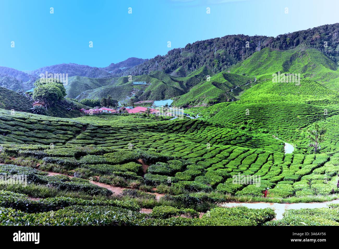 Cameron Highland Tea Plantation View Stock Photo - Alamy