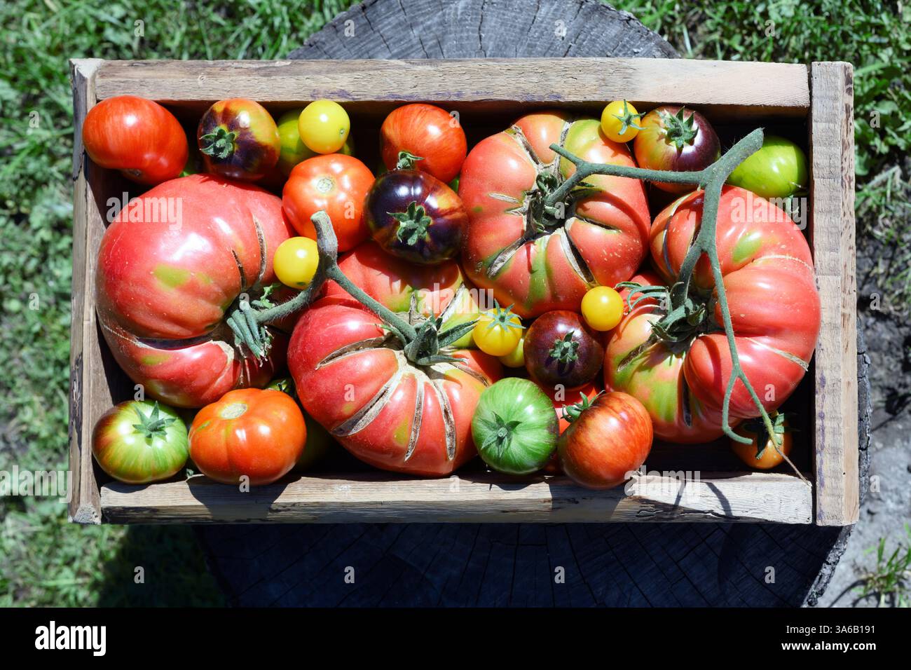 Wooden box filled with different sizes, colors and varieties ripe ...