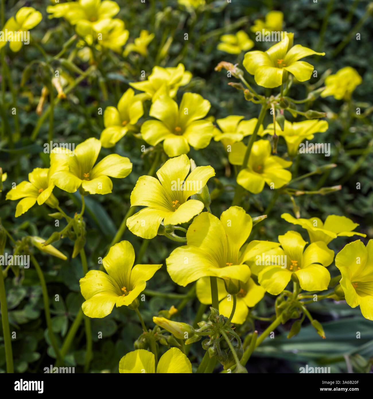 Oxalis pes-caprae, also known as African wood-sorrel, Bermuda buttercup ...