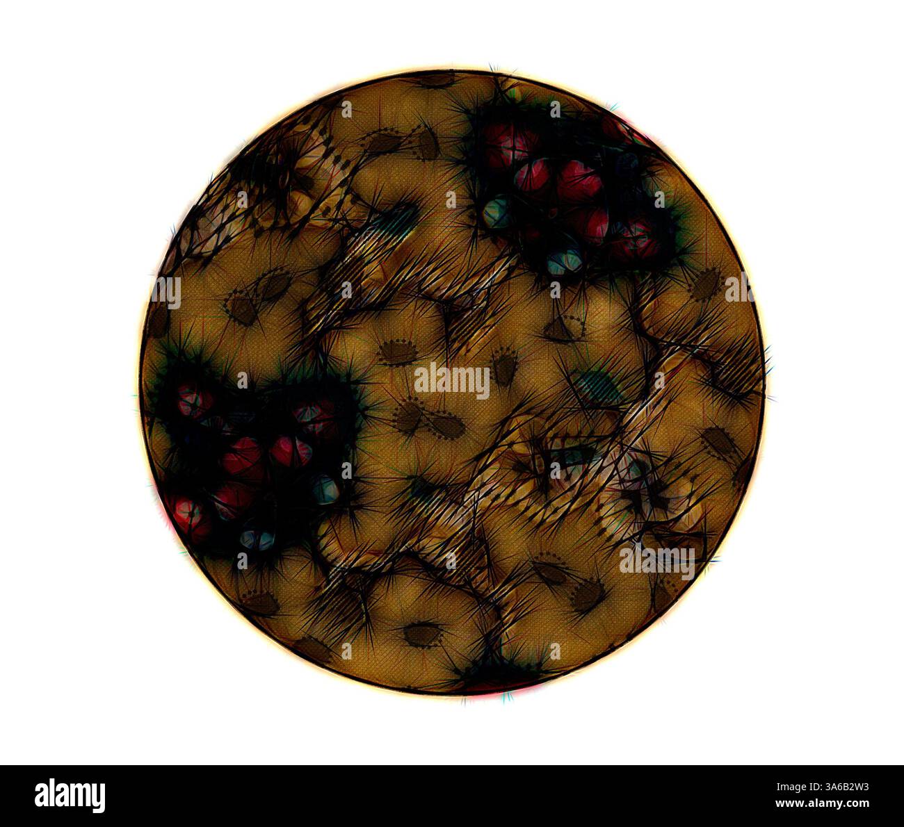 Cellular stage Cut Out Stock Images & Pictures - Alamy