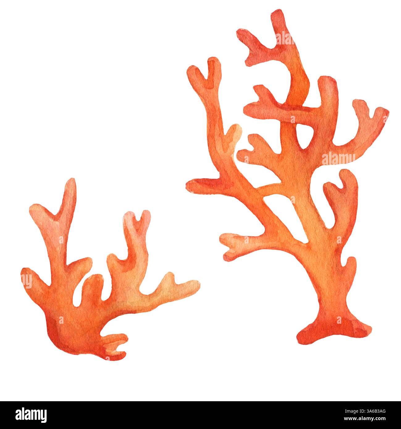 Coral, bright hand drawn watercolor illustration isolated on white ...