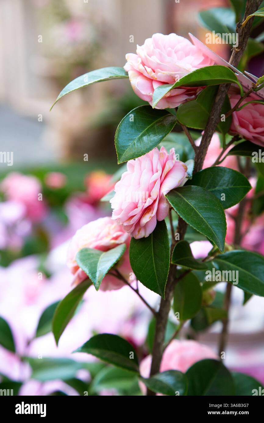 A lovely bush featuring beautiful pink flowers and vibrant green leaves ...