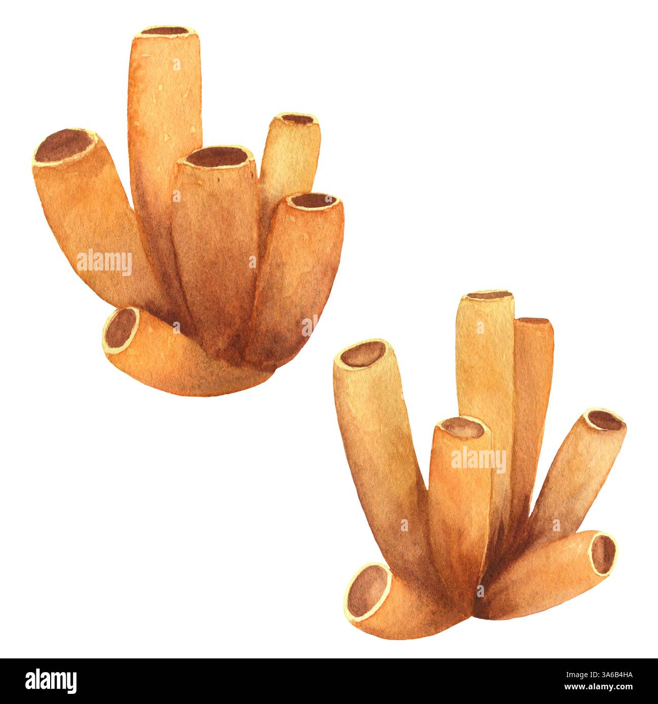 Coral, bright hand drawn watercolor illustration isolated on white ...