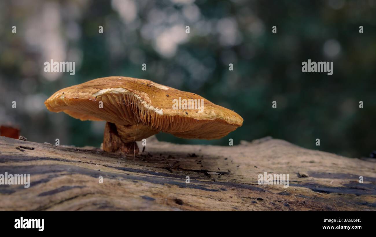 Macro shot brown mushroom hi-res stock photography and images - Alamy
