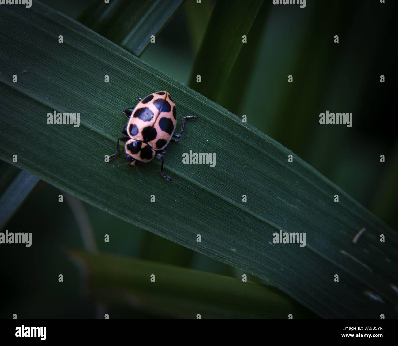 Spotted Ladybug on a Leaf in Natural Setting Stock Photo - Alamy